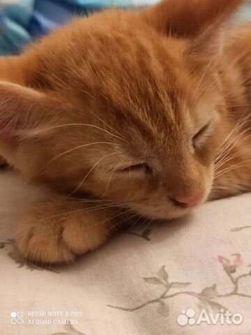 Котенок майкун