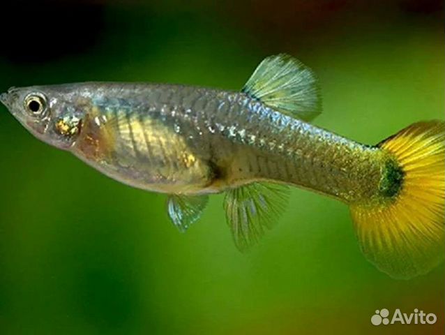 Аквариумные рыбки гуппи в добрые руки