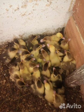 Индоутята подрощеные