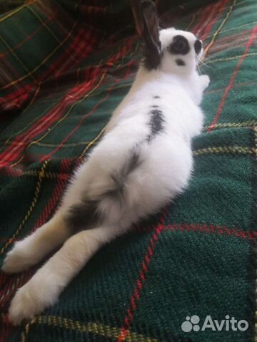 Декоративный кролик с клеткой