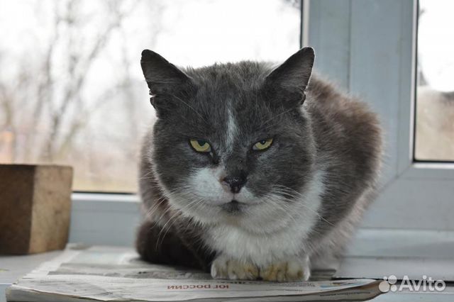 Котик Басяня метис британца ищет дом