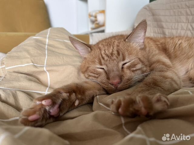 Рыжий Коша нуждается в доме