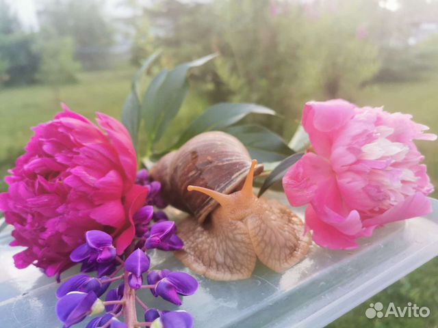 Обмен хитина на ваше животное