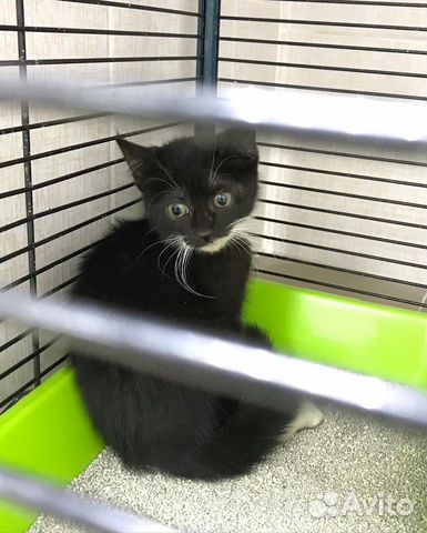 Трогательная девочка Маргоша ищет дом