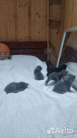 Котята в добрые руки мальчики,девочки
