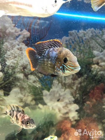 Акара бирюзовая самец и самка