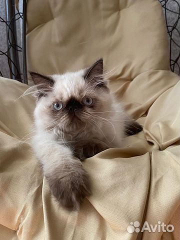 Персидская