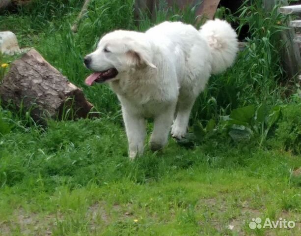 Плоская Подгалянская овчарка