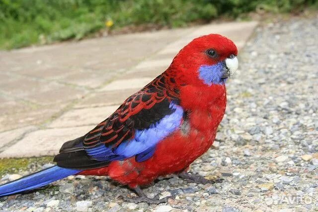 Продам пенантную розелу