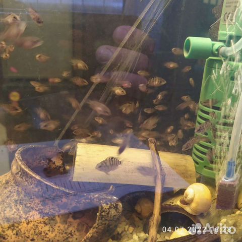 Рыбки цихлиды