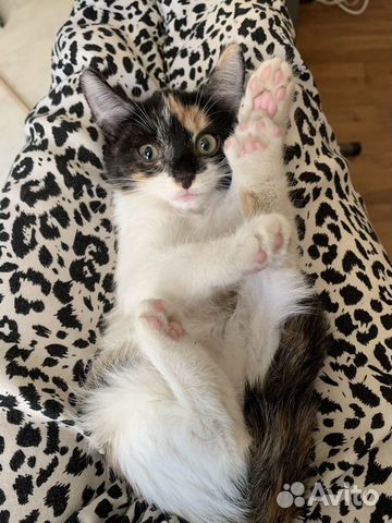 Котенок Фифа