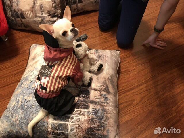 Щенки чихуахуа