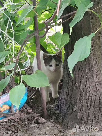 Маленькие котята с улицы. Полосатый. Шпрот