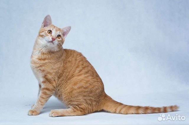 Арсений разыскивает своих котородителей 7 месяцев