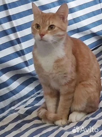 Кот Санек около года