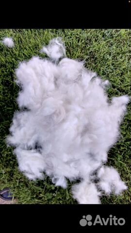 Продам шерсть хаски