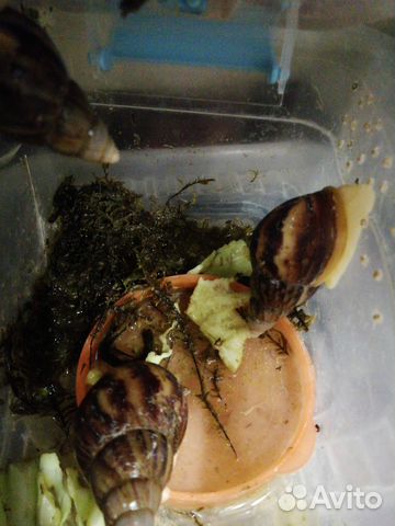 Отдам бесплатно в добрые руки улиток Ахатин