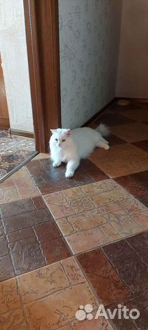 Кот в добрые руки