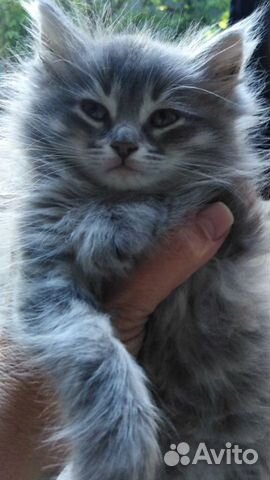 Марусечка ищет дом