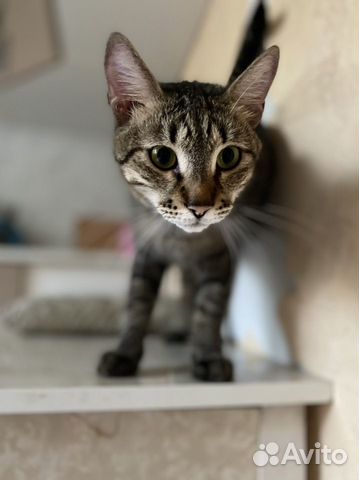 Котя Шурик