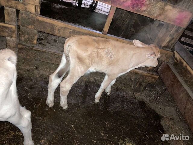 Телята проды шведы