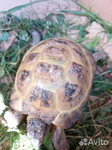 Черепаха сухопутная