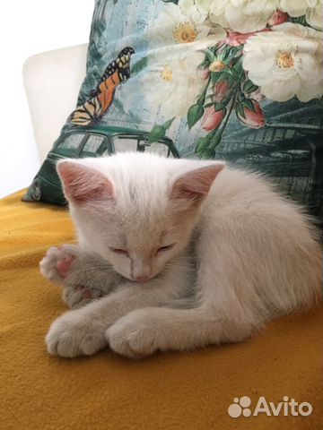 Котенок белый в добрые руки