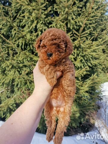 Девочки красные той пуделя, папа из Агрентины