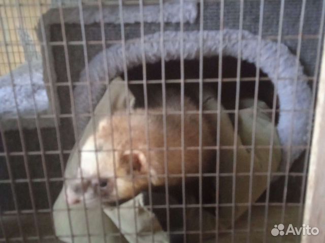 Самец хорька вязка