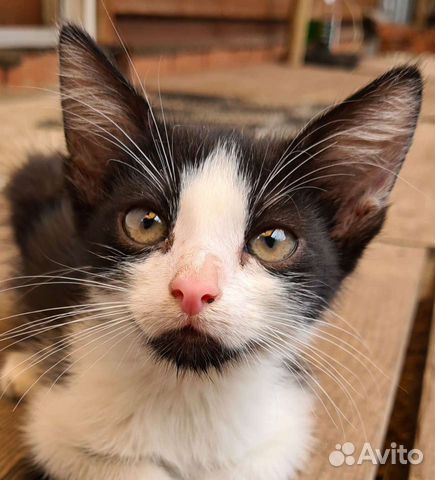 Котенок мега-ласковый только добрым