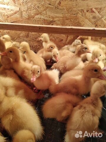 Утята стар 53