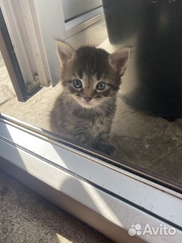 Котята невероятно красивый окрас