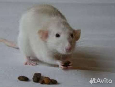 Крыски дамбо