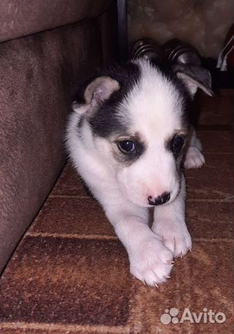 Сибирский хаски