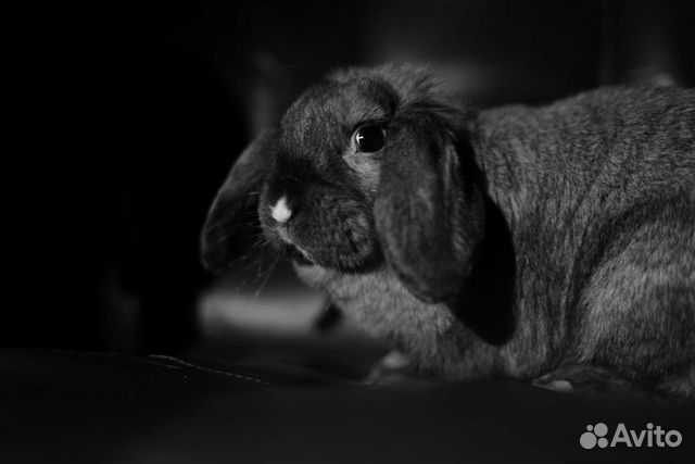 Кролик баран вислоухий