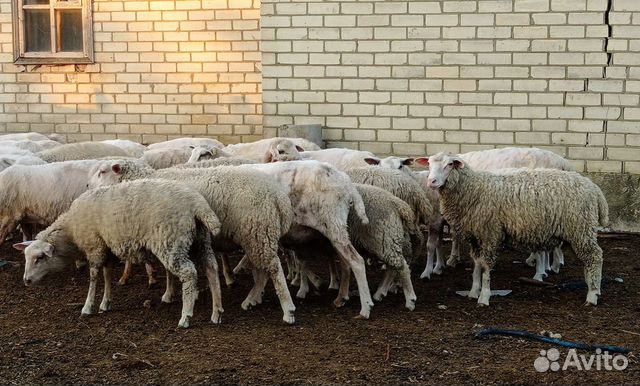 Ягнята, ташлинская порода