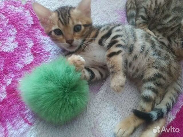 Бенгальские котята