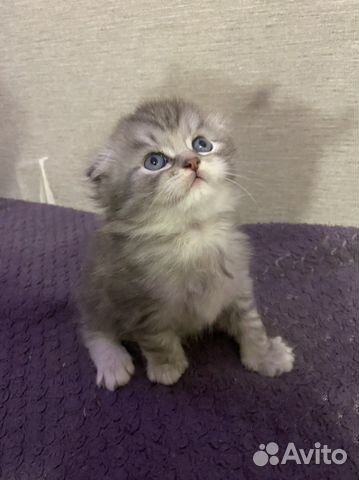 Шотландская