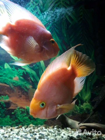 Аквариум с рыбками и тумбой