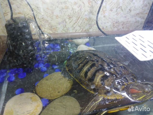 Красноухая черепаха с аквариумом