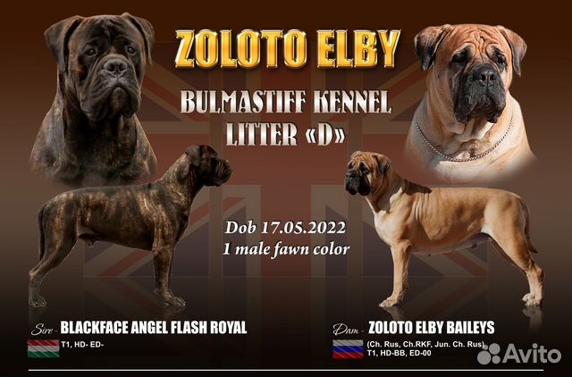 Очаровательный щенок бульмастифа