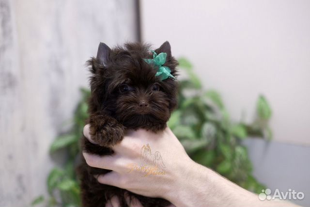 Мини-мини мальчик