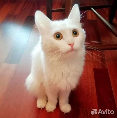 Кошка турецкая ангора