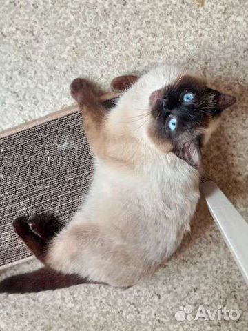 Тайский котик вязка