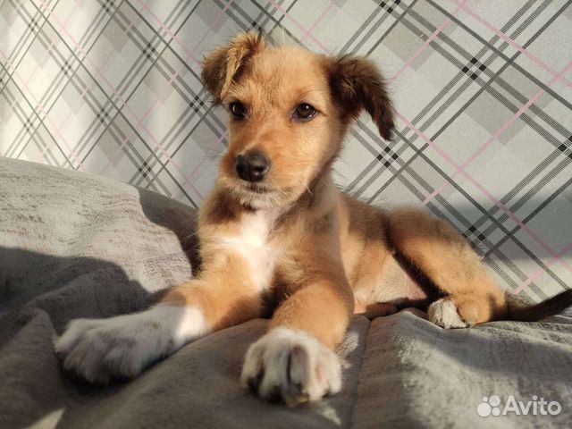 Сильва в дар