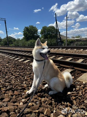 Акита-ину (кабель) для вязки
