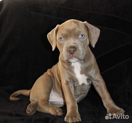 Прайтер лилового окраса