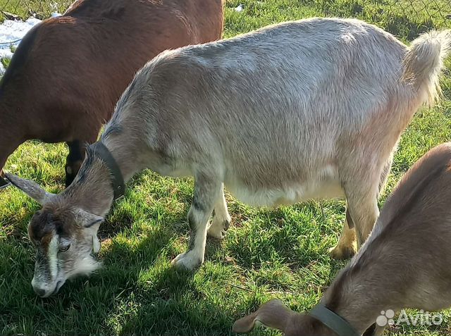 Коза дойная молочная