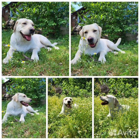 Лабрадор потерялся