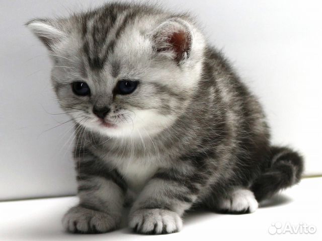 Шотландские котята. Разнообразные окрасы